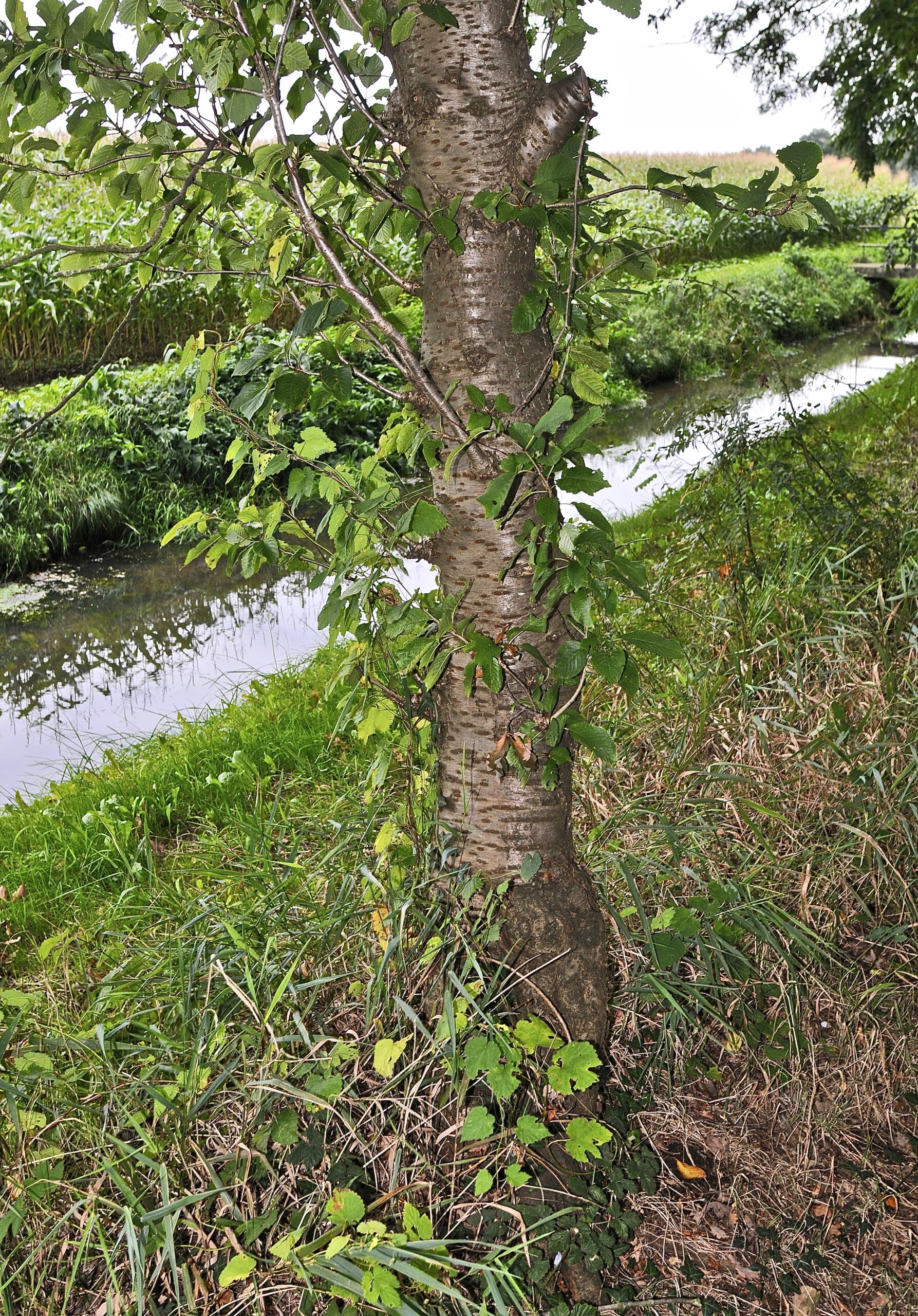 LTO: 'Bomen grootbrengen is geen vanzelfsprekendheid!' - LTO